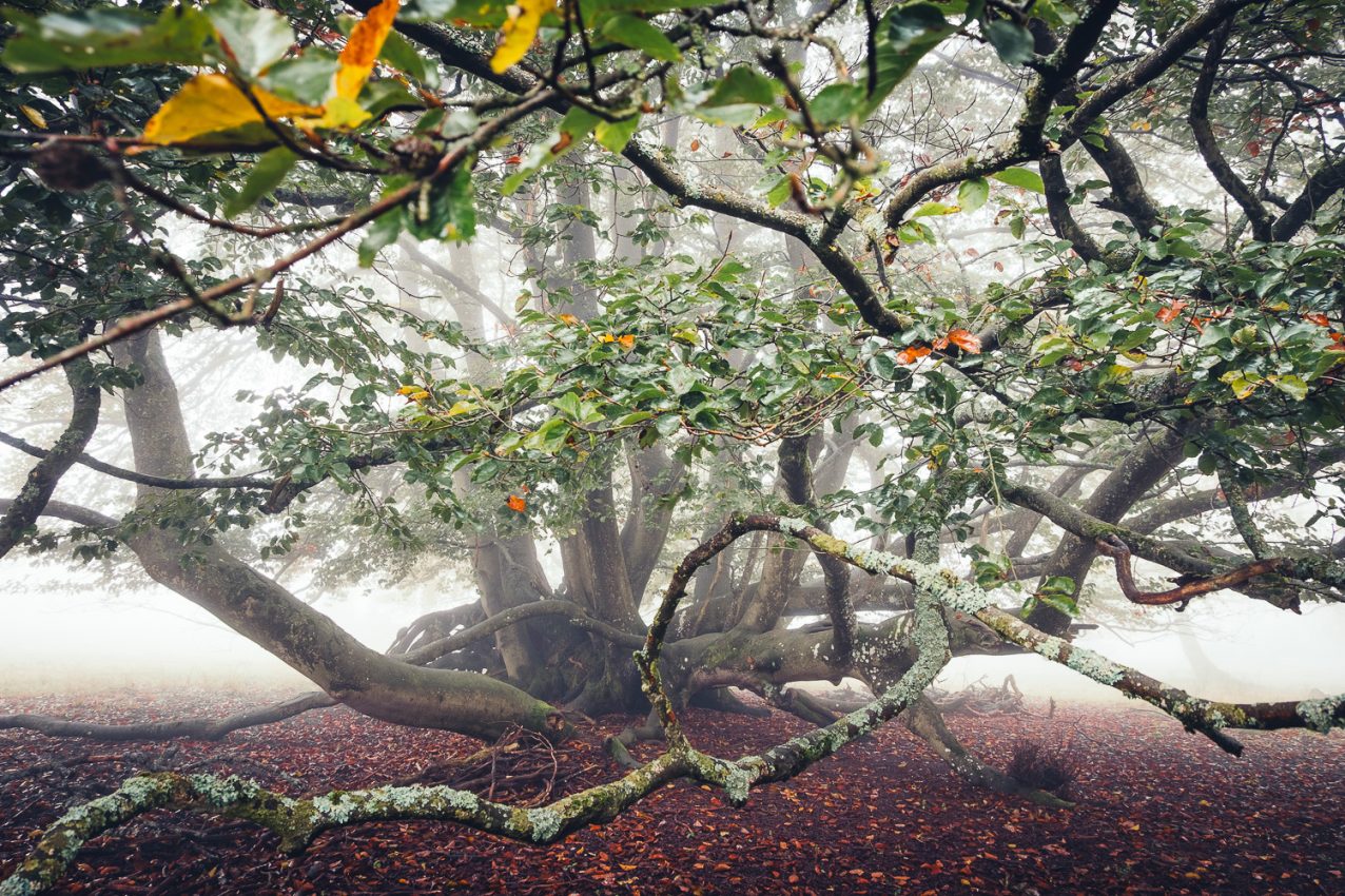 The Unique Personalities of Trees – ALEX WESCHE LANDSCAPES